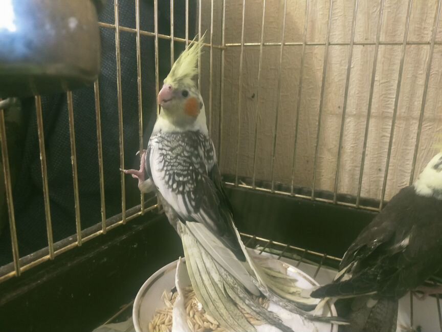 Птенцы попугая корелла. Родились 15-21 августа