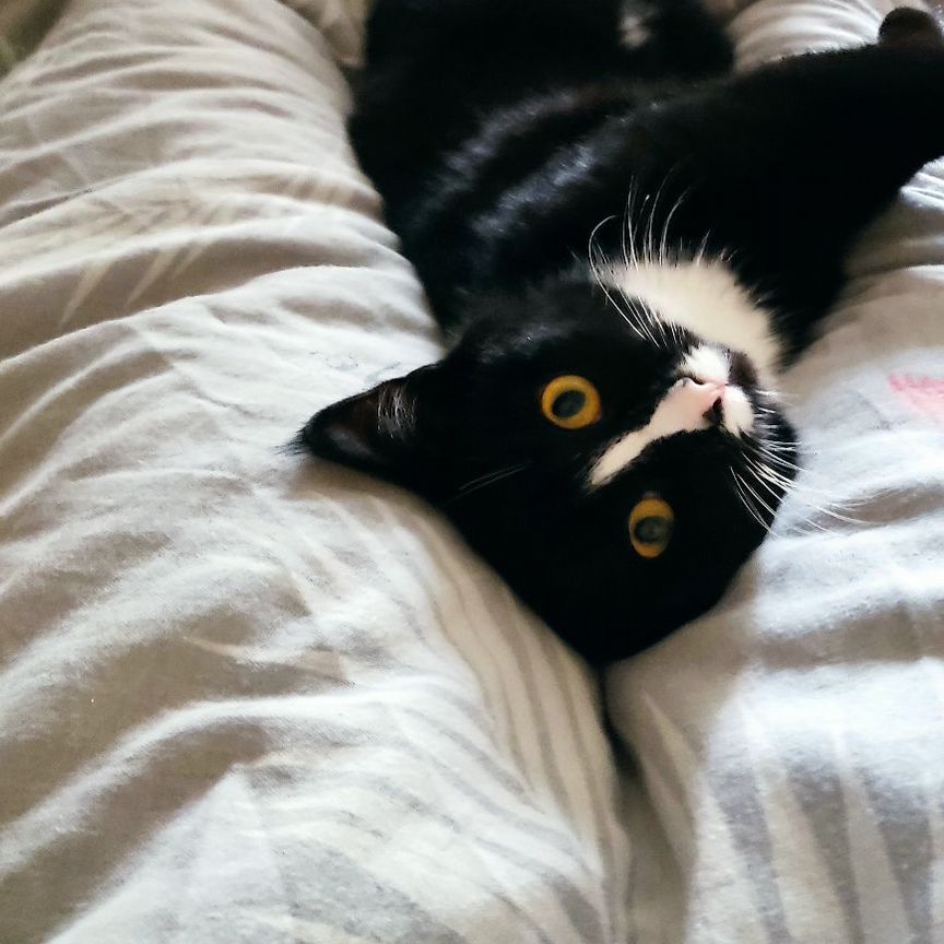 Кот подросток в добрые руки