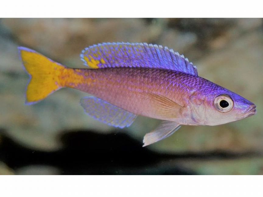 Циприхромис Лептосома Утинто