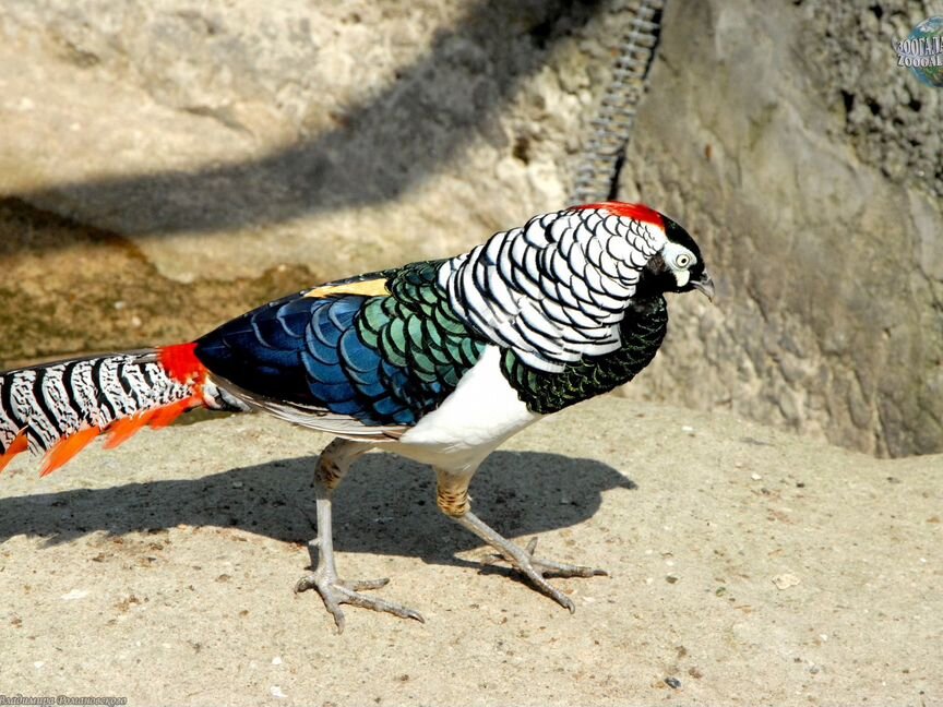 Продам фазанов