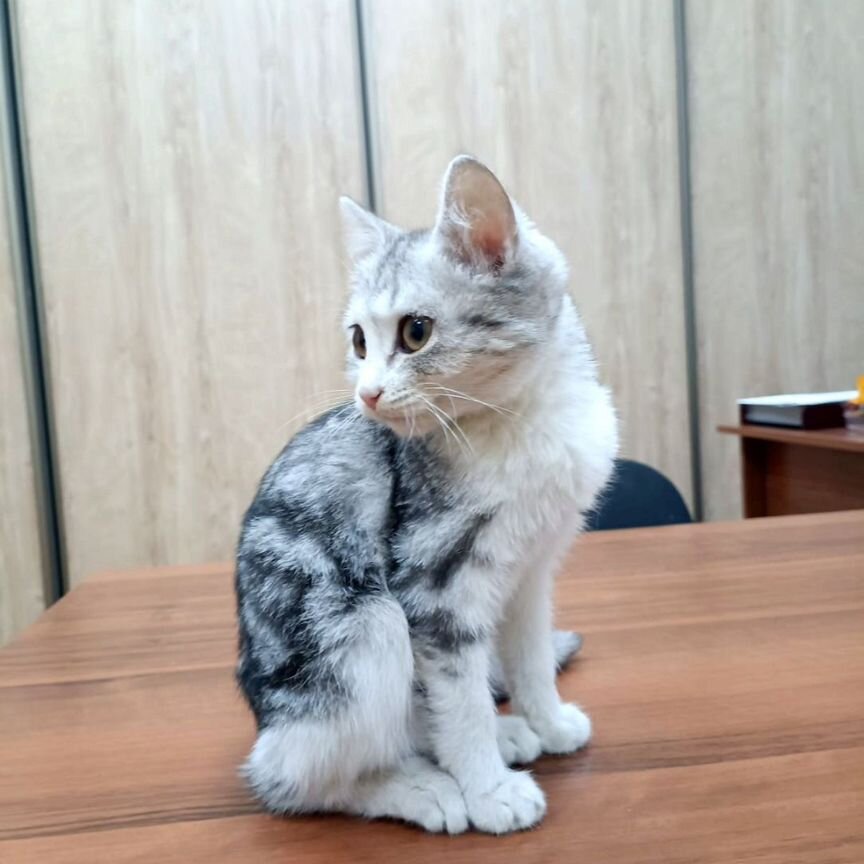Снежка
