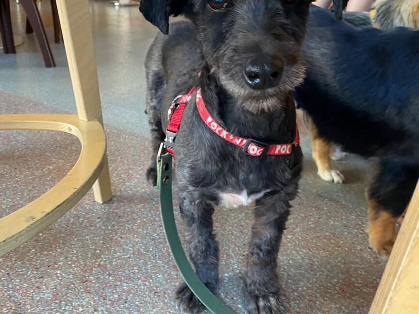 Маленькая собачка ищет дом