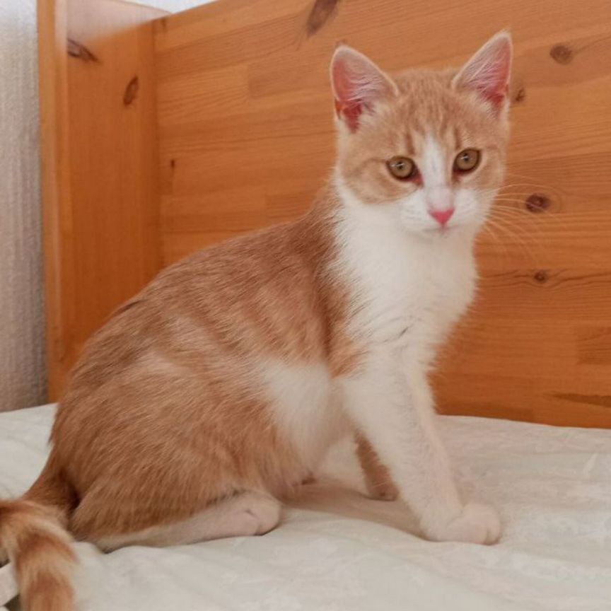 Ласковый котенок Руси в добрые руки
