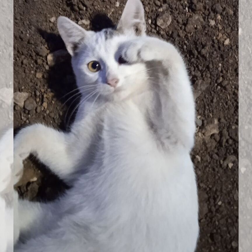 Котята еще маленькие, это на фото большие