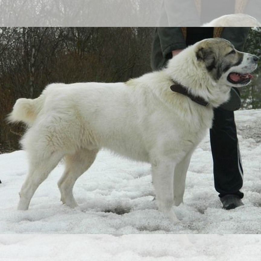 Кобель сао вязка