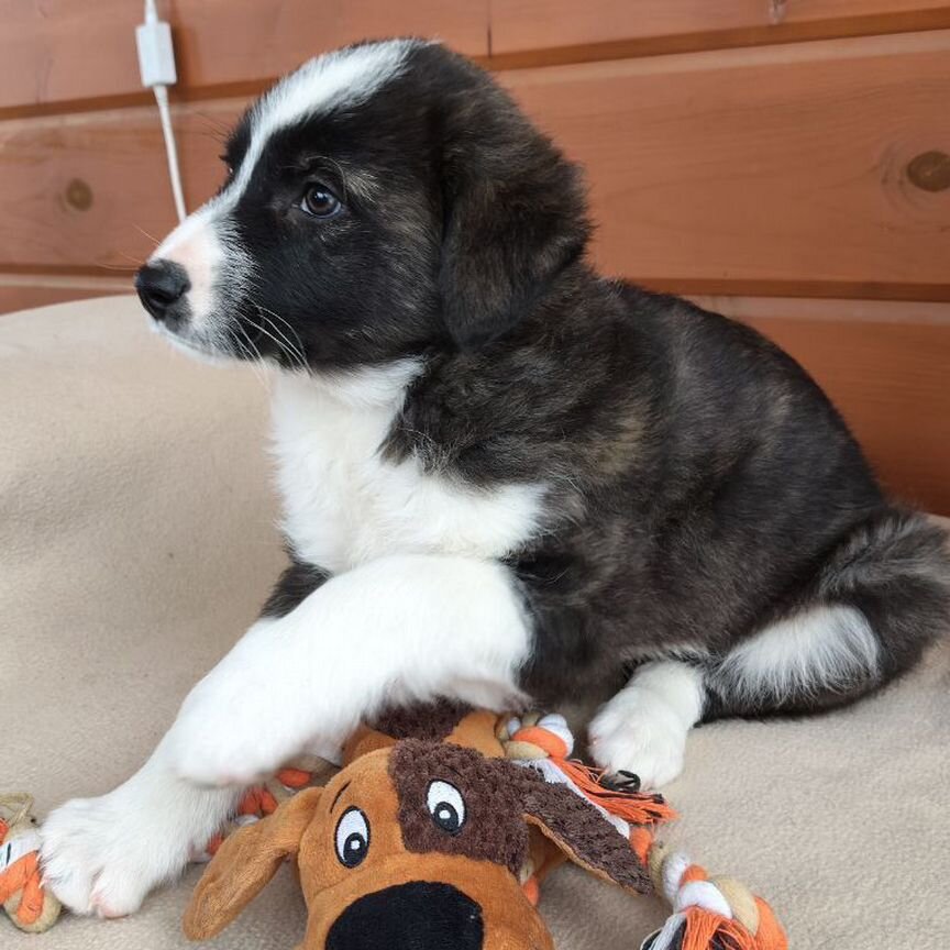 Щенок в добрые руки