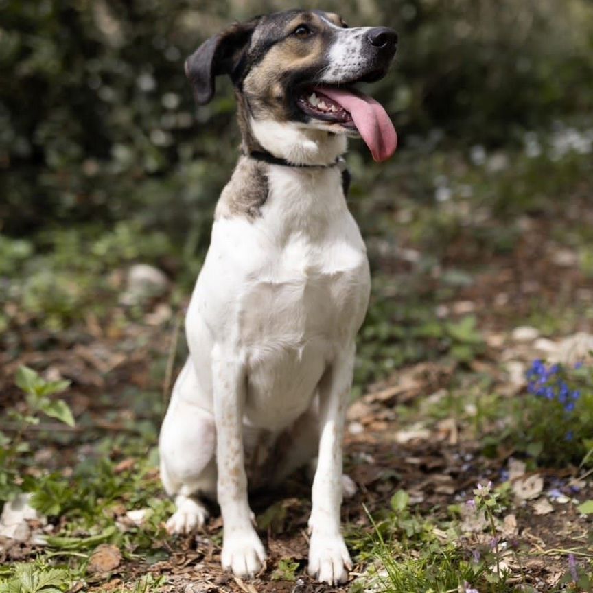 Взрослая собака в добрые руки