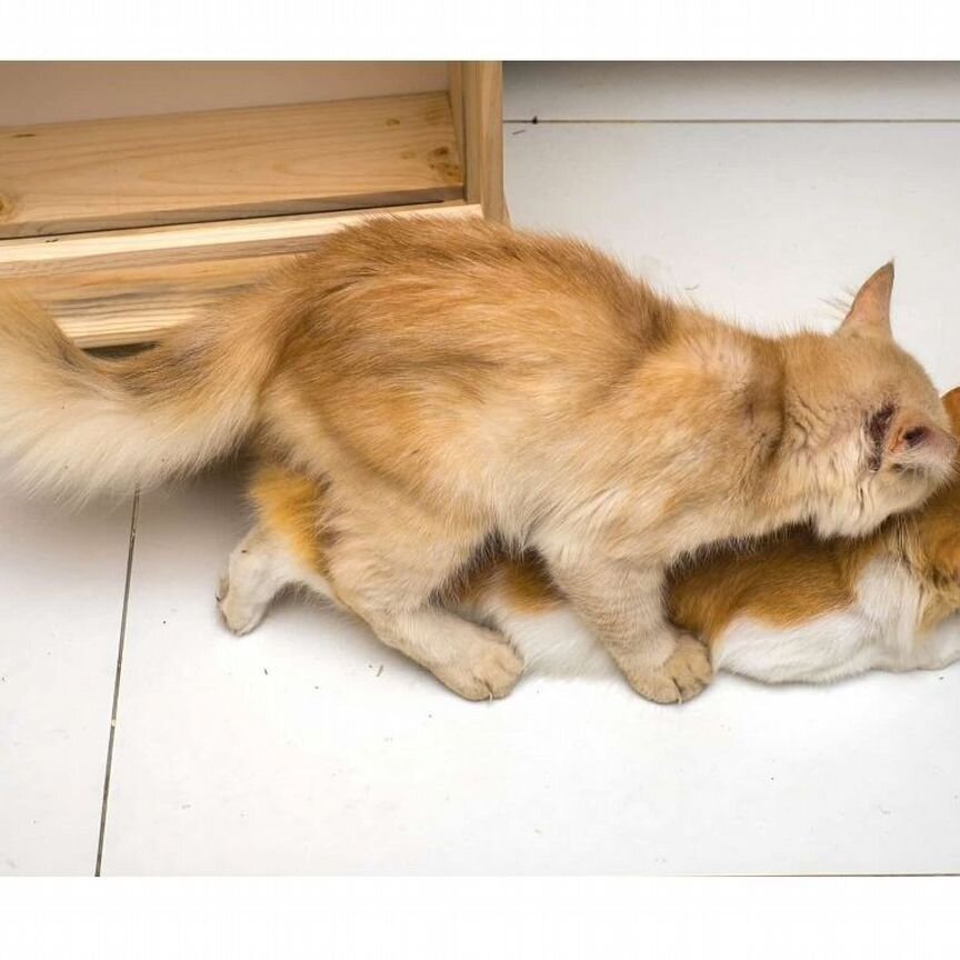 Семя извержение для кота