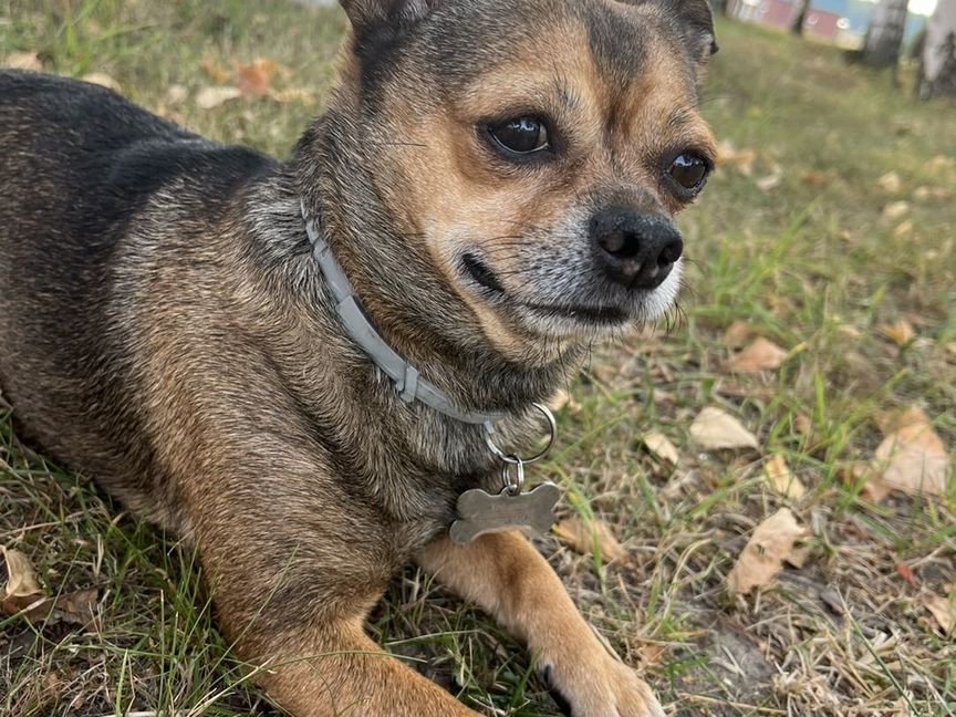 Чихуахуа мальчик 5 кг ищет девочку для вязки