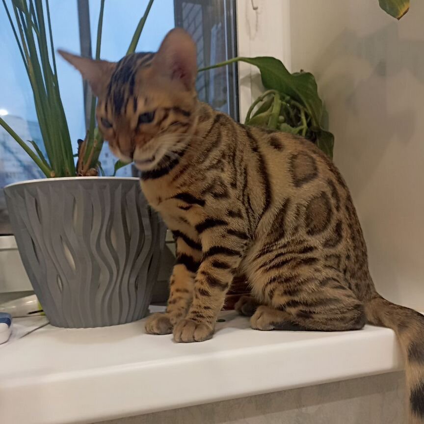 Бенгальская