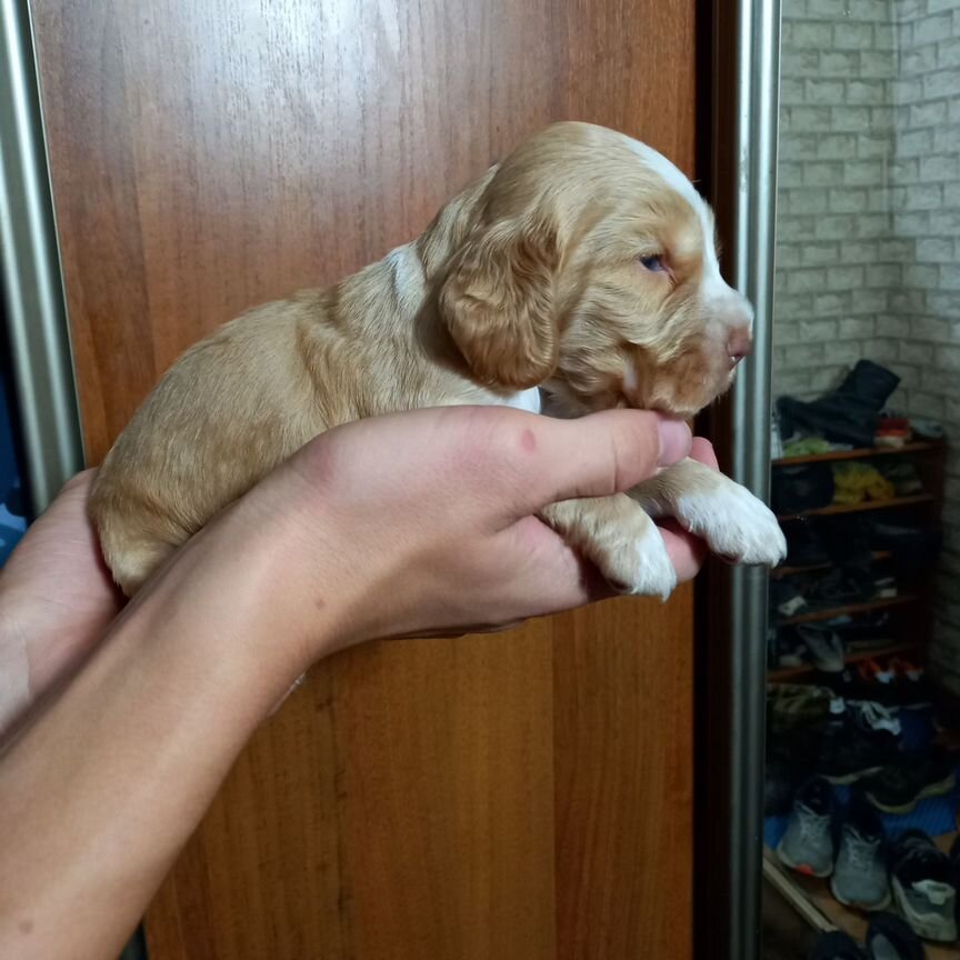 Щенки кокер спаниеля