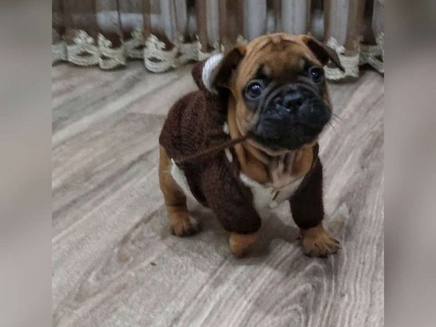 Мальчики французы миниатюрные