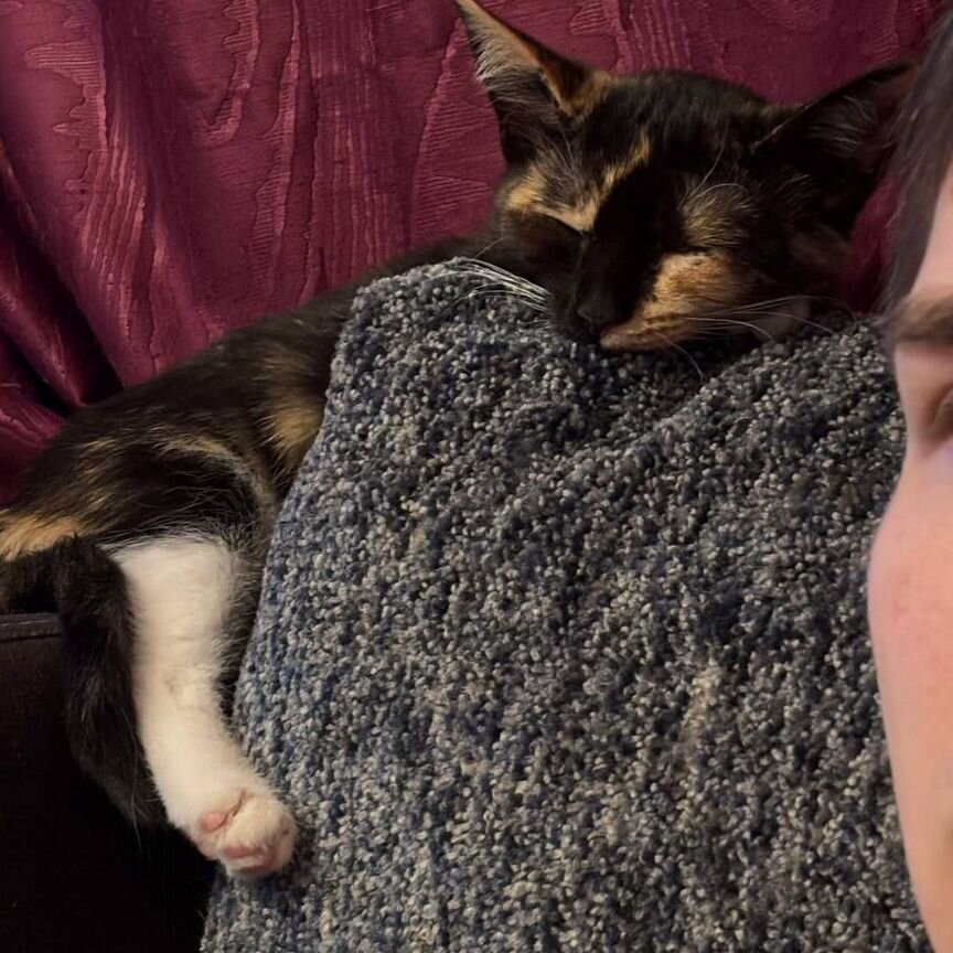 Кошечка Муся