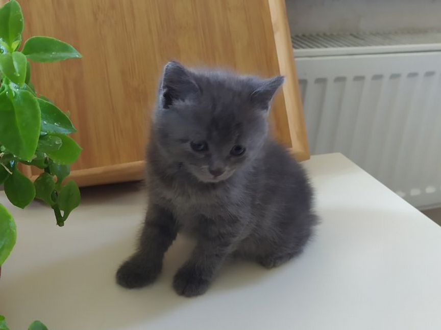 Котята в хорошие руки