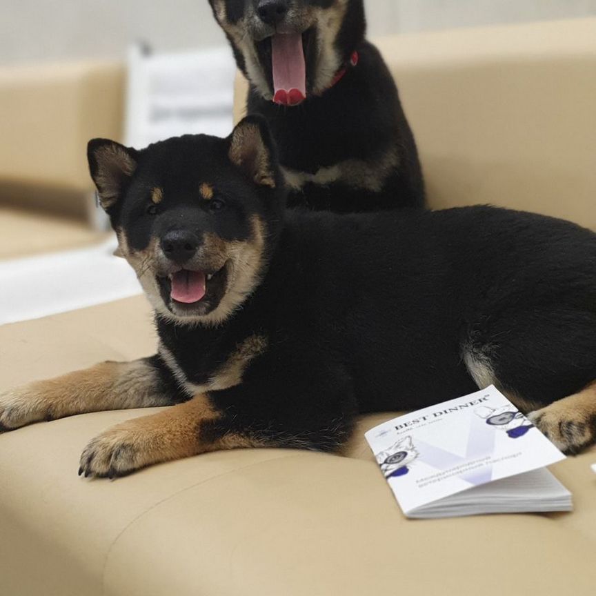 Щенок сибаину