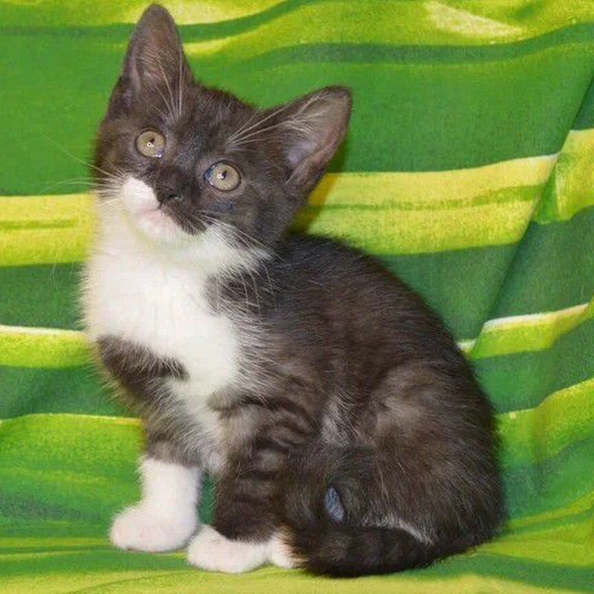 Котёнок в добрые руки