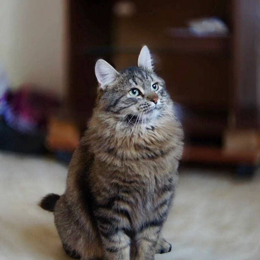 Самый лучший котик ищет семью возраст 10 мес мск