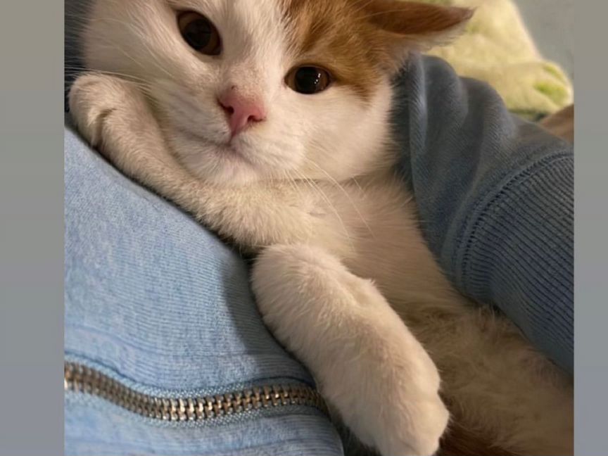 Кошка в дар бесплатно