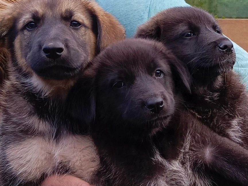 Щенок в добрые руки