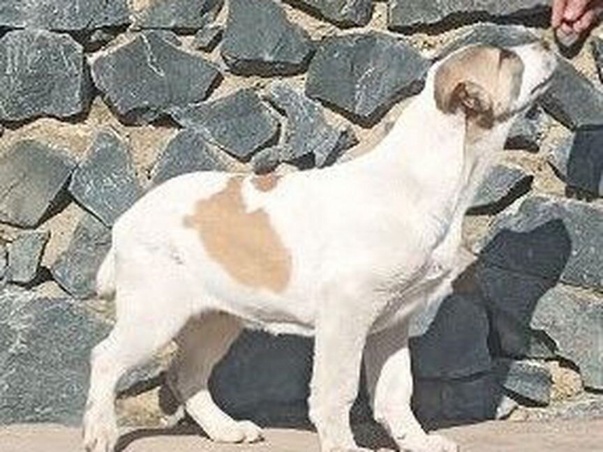 Продажа щенков алабая