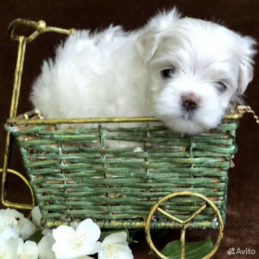 Мальтезе щеночки