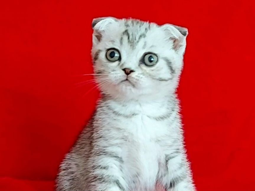 Шотландская вислоухая девочка