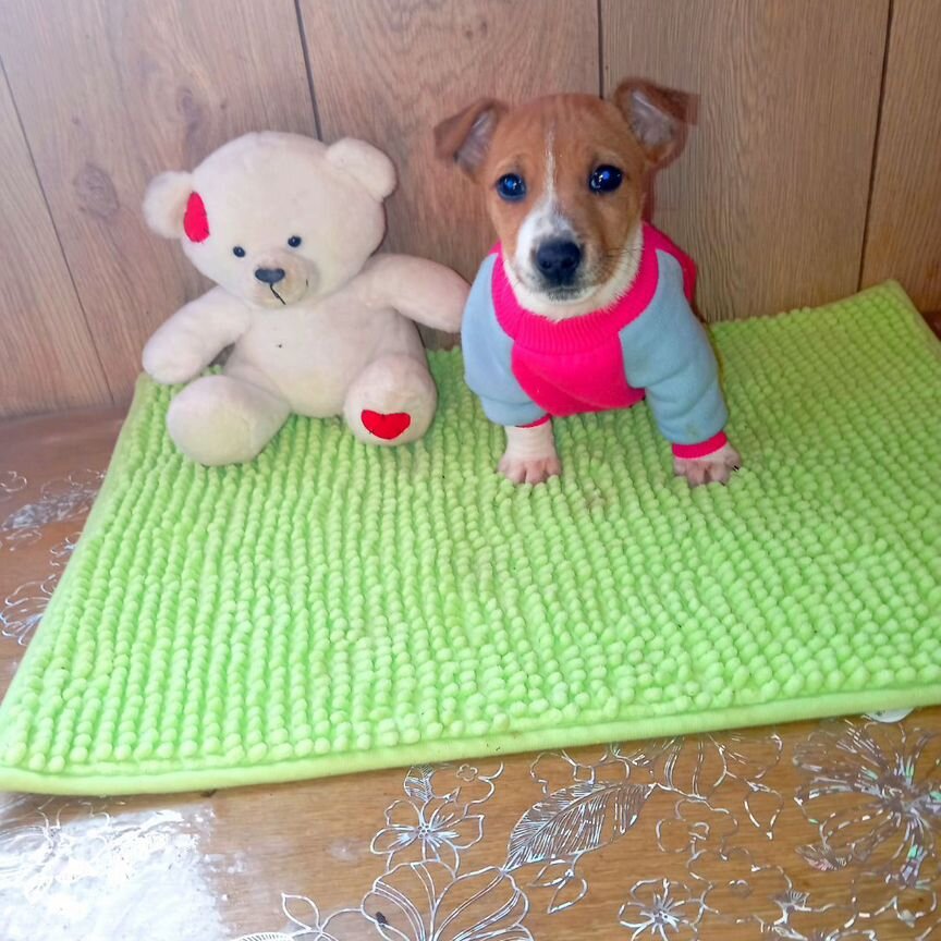 Девочка джеки