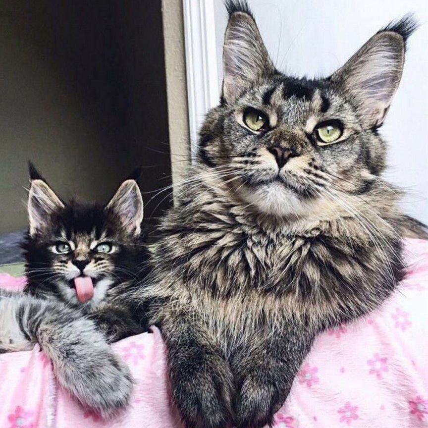Норвежские лесные котята
