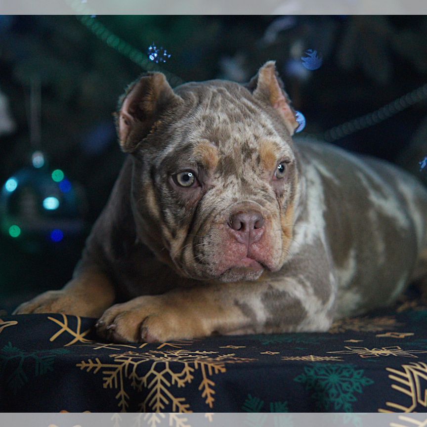 Американский булли, щенок