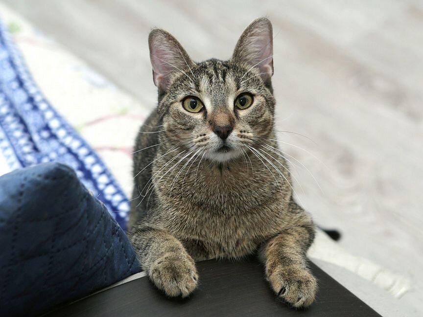 Котенок Вжик