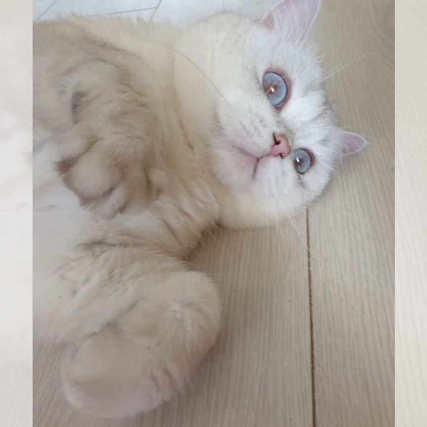 Британский короткошёрстный, взрослый кот