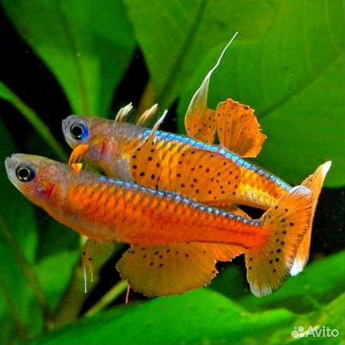 Псевдомугил паскай