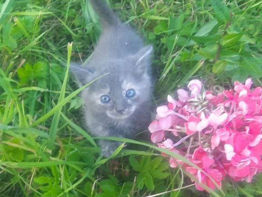 Котята в добрые руки 1 месяц