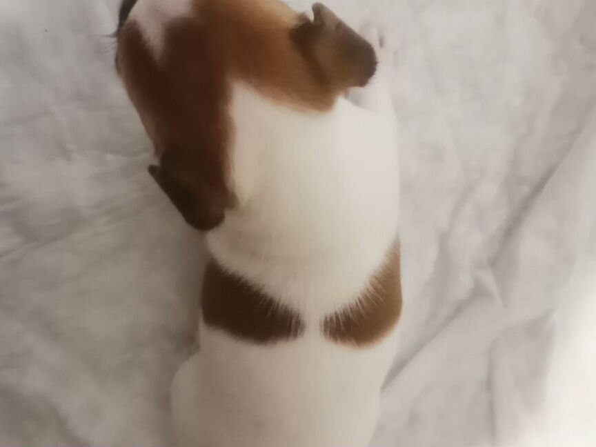 Продам щенков Jack Rassel