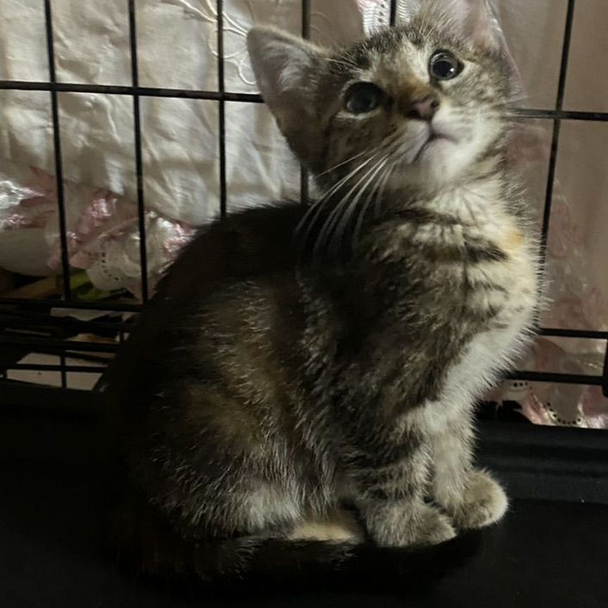 Котенок девочка