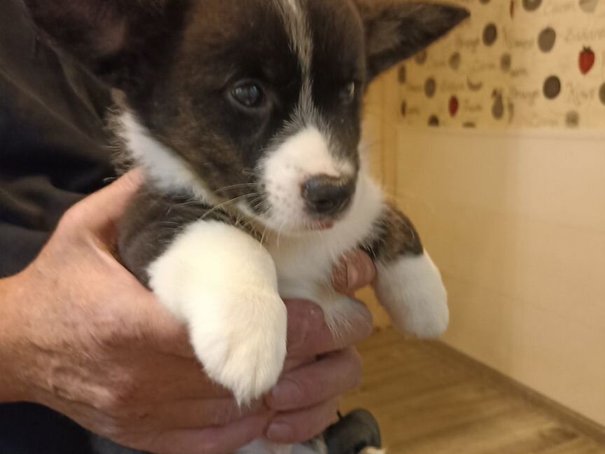 Вельш-Корги Кардиган. Красивые щеночки :)