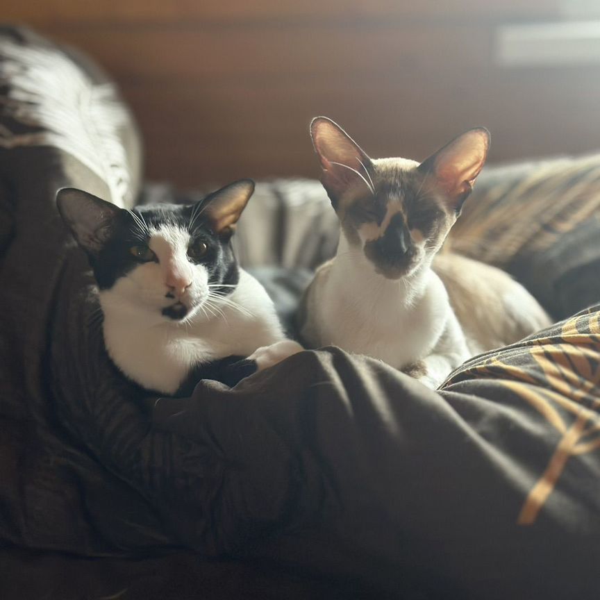 Котятки ориенталы