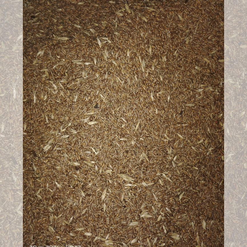 Зерно пшеница фуражная