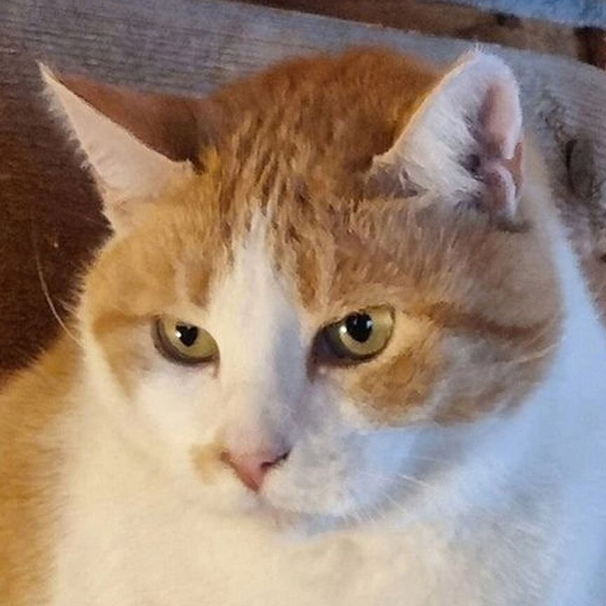 Котик в добрые руки