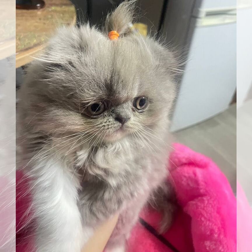 Экзотический короткошёрстный котёнок