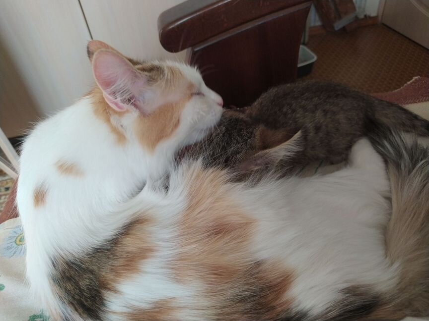 Отдаю котенка в добрые руки