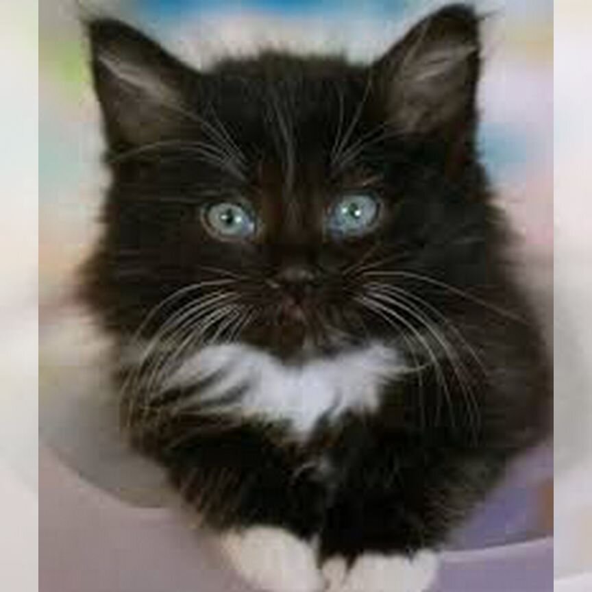 Котята