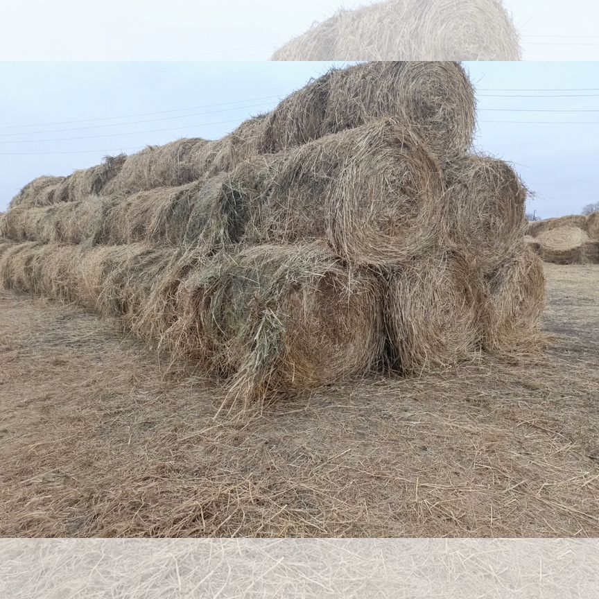 Продам сено в рулонах, обмена крс, лошадей