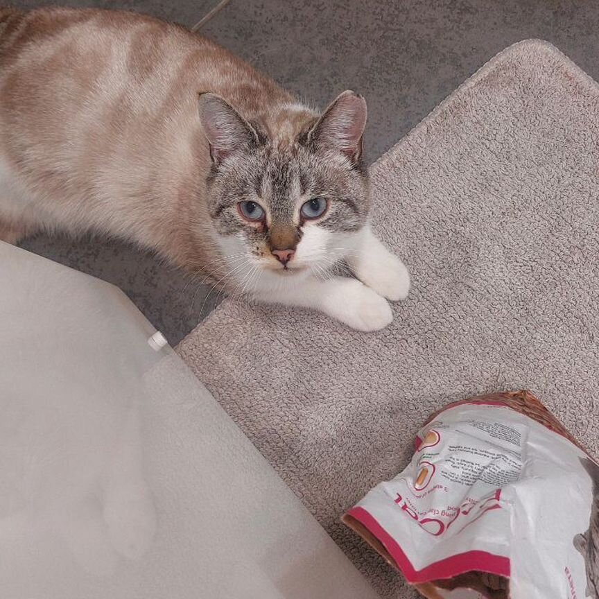 Взрослая, Девочка кошка в добрые руки