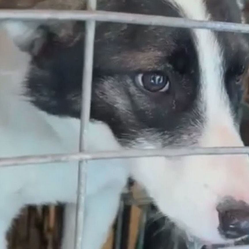 Взрослая собака в добрые руки