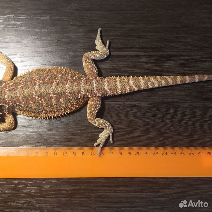 Бородатая агама Normal