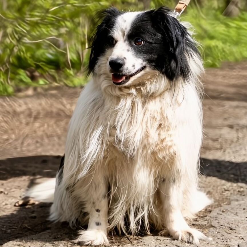 Взрослый пёс в добрые руки