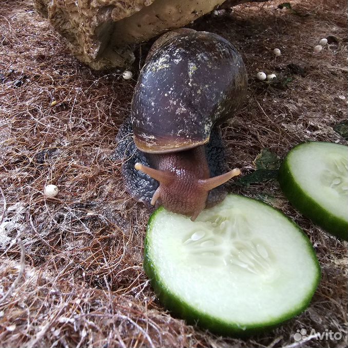 Отдам трёх улиток-ахатин