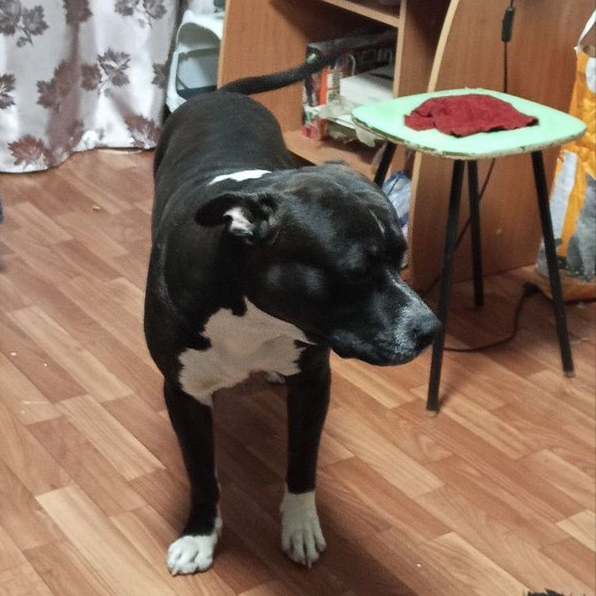 Американский стаффордширский терьер, взрослый пёс