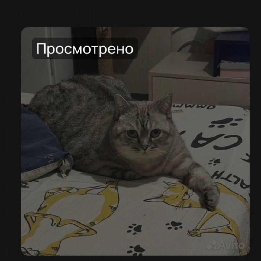 Британская короткошёрстная кошка, взрослая